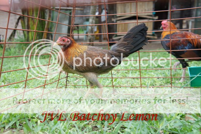 fighting PAIR OF jvl lemon batchoy barako - Vigattin Trade