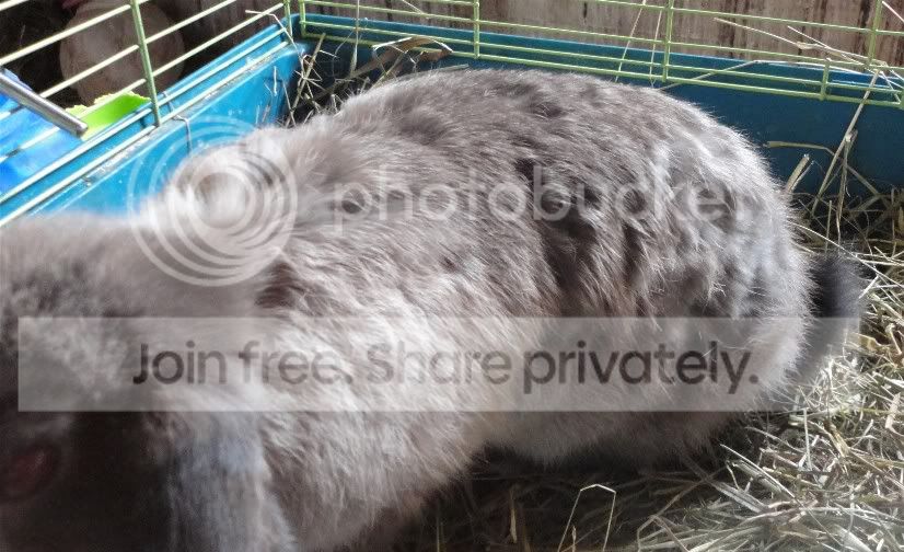 Stress causing hair loss/ Pulling? in rabbits | BackYard Chickens ...