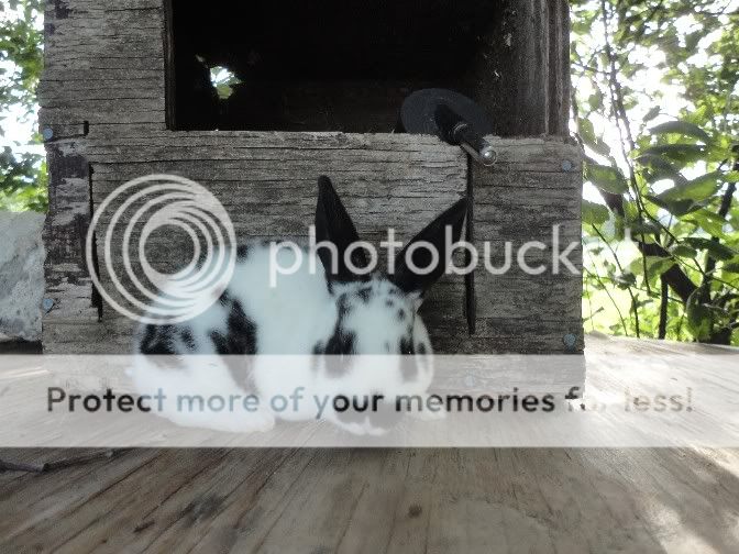 Stumped on the color of these Mini rex! Help please | Rabbits Online ...