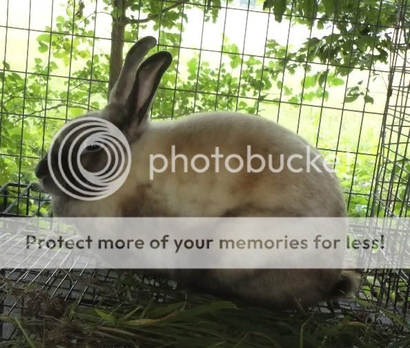 Rabbit show thread | Page 3 | BackYard Chickens - Learn How to Raise ...