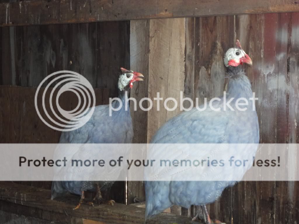 New Camera: Pictures from today (warning pic heavy) | BackYard Chickens ...
